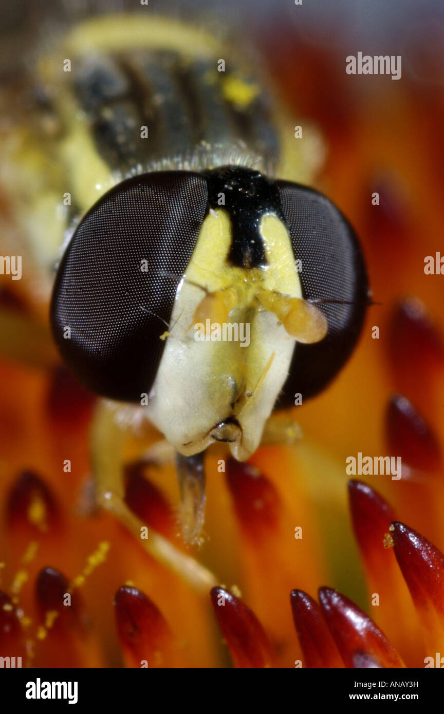 Sphaerophoria scripta (Sphaerophoria scripta), head Stock Photo - Alamy