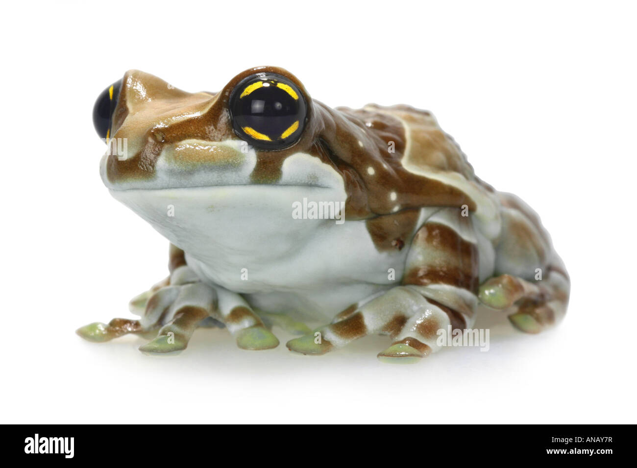 Amazonian canopy frog (Phrynohyas resinifictrix), front view of a ...