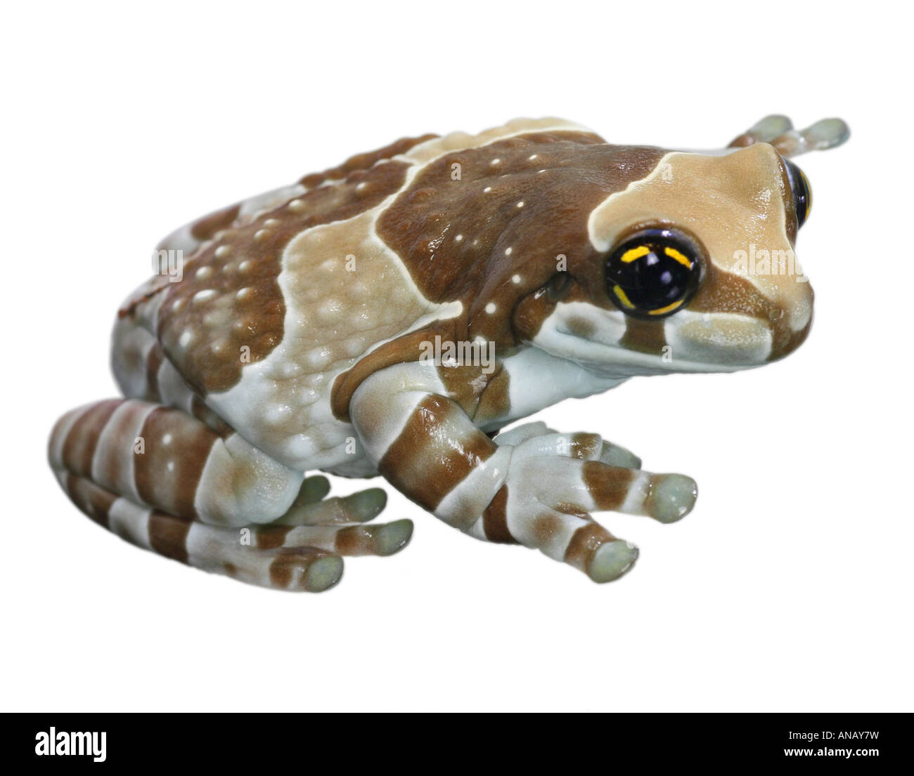 Amazonian canopy frog (Phrynohyas resinifictrix), side view of a single ...