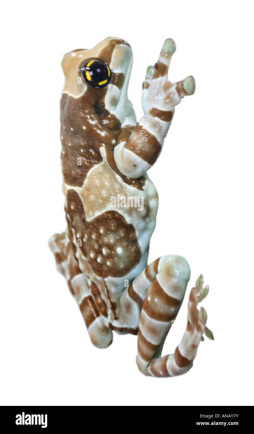 Amazonian canopy frog (Phrynohyas resinifictrix), side view of a single ...