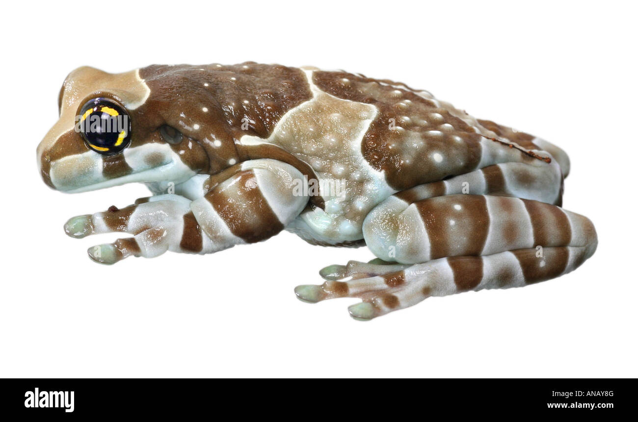 Amazonian canopy frog (Phrynohyas resinifictrix), side view of a single ...