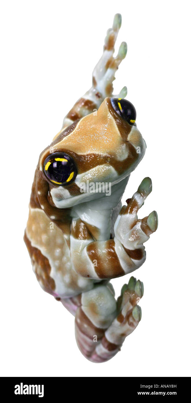 Amazonian canopy frog (Phrynohyas resinifictrix), side view of a single ...