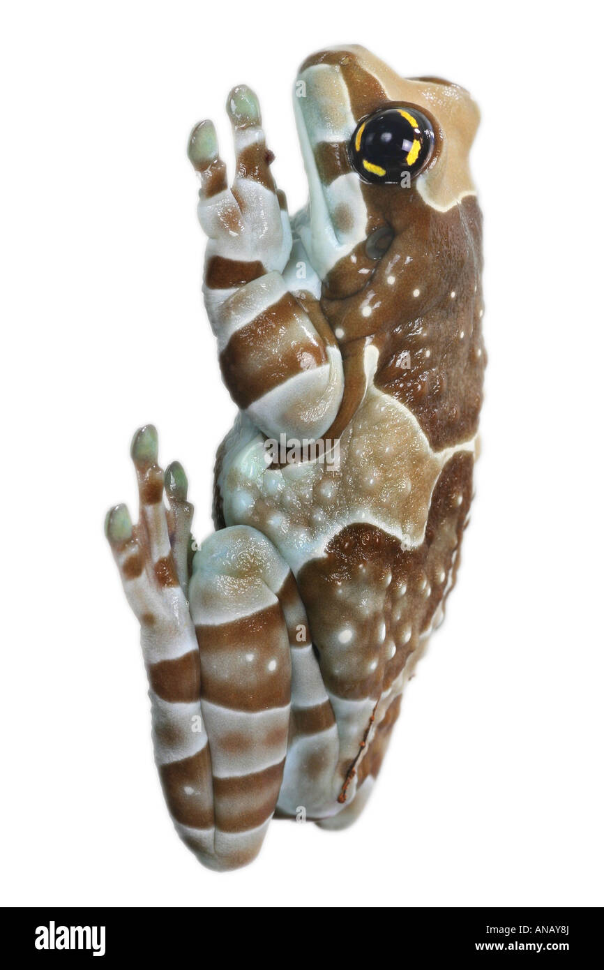 Amazonian canopy frog (Phrynohyas resinifictrix), side view of a single ...