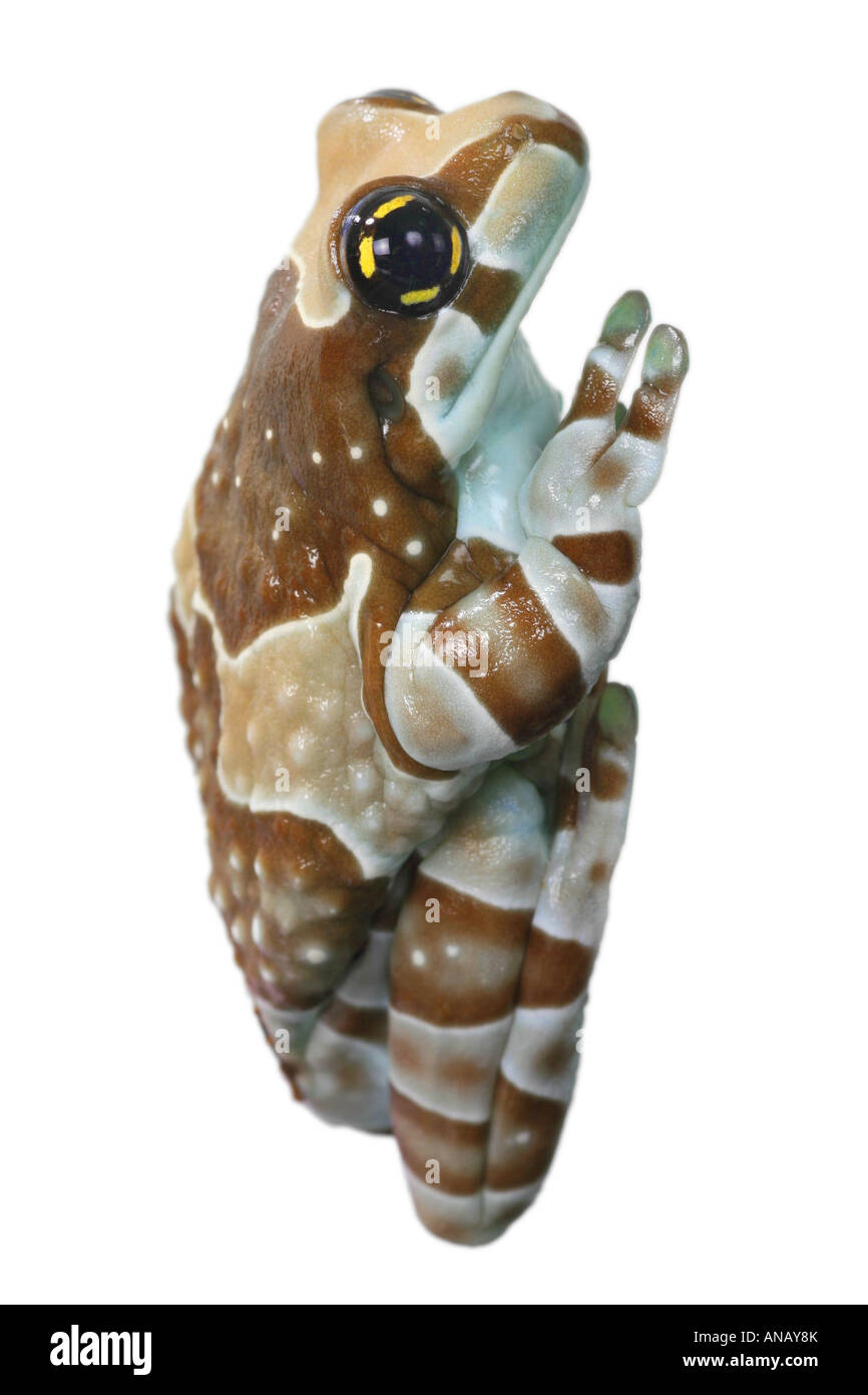 Amazonian canopy frog (Phrynohyas resinifictrix), side view of a single ...