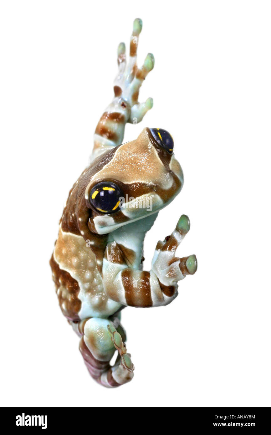 Amazonian canopy frog (Phrynohyas resinifictrix), side view of a single ...