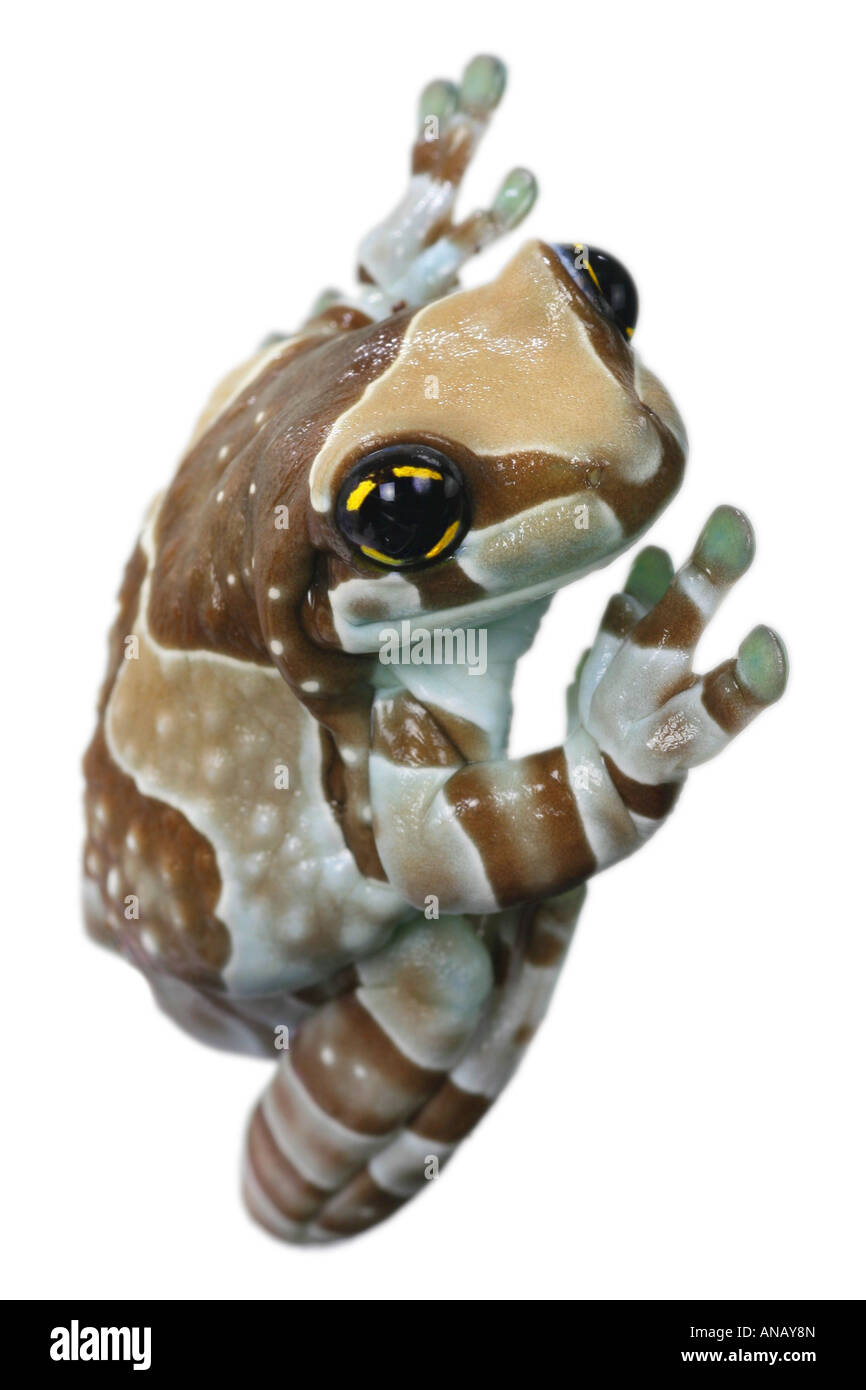 Amazonian canopy frog (Phrynohyas resinifictrix), side view of a single ...