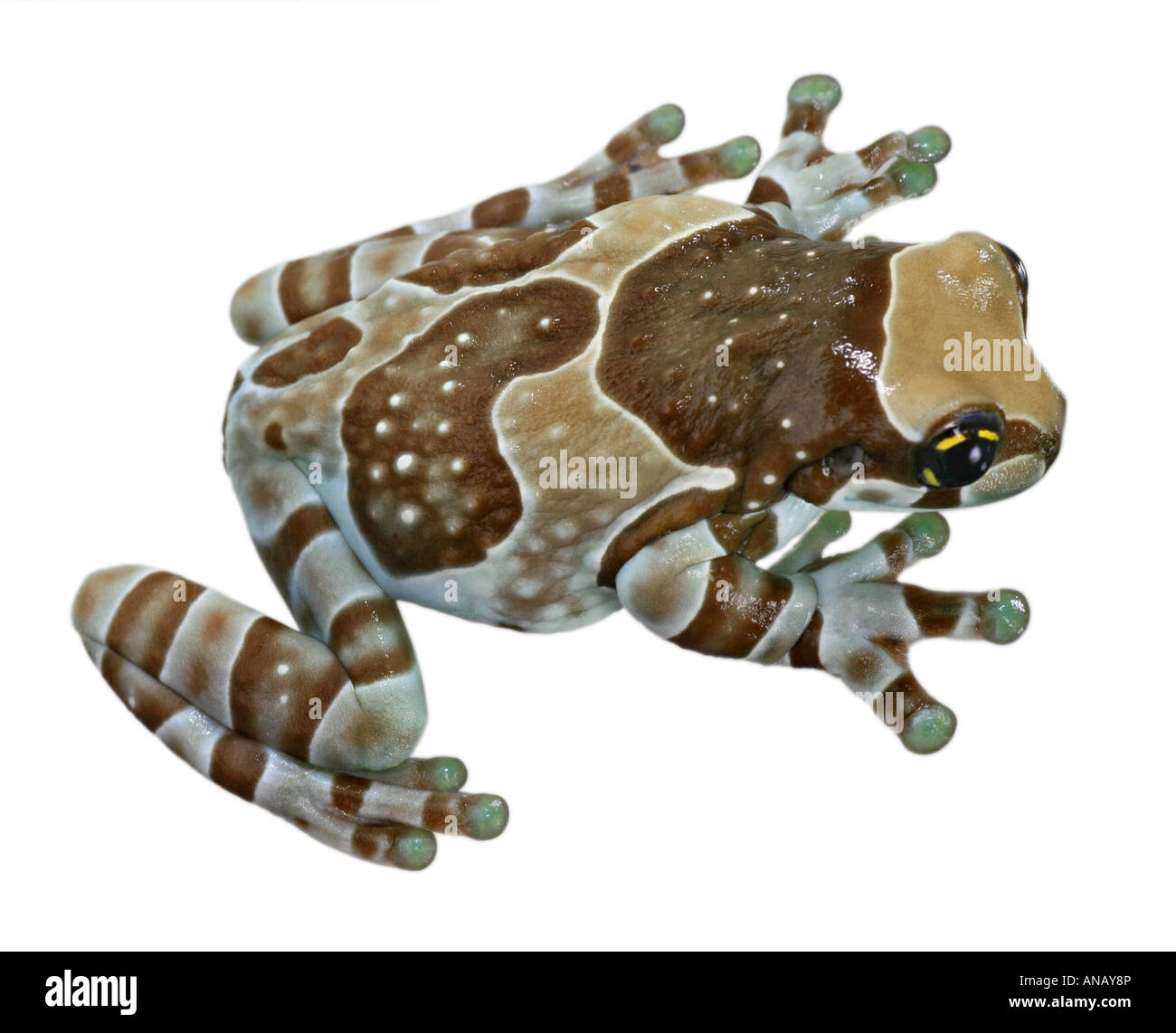 Species adaptation Cut Out Stock Images & Pictures - Alamy