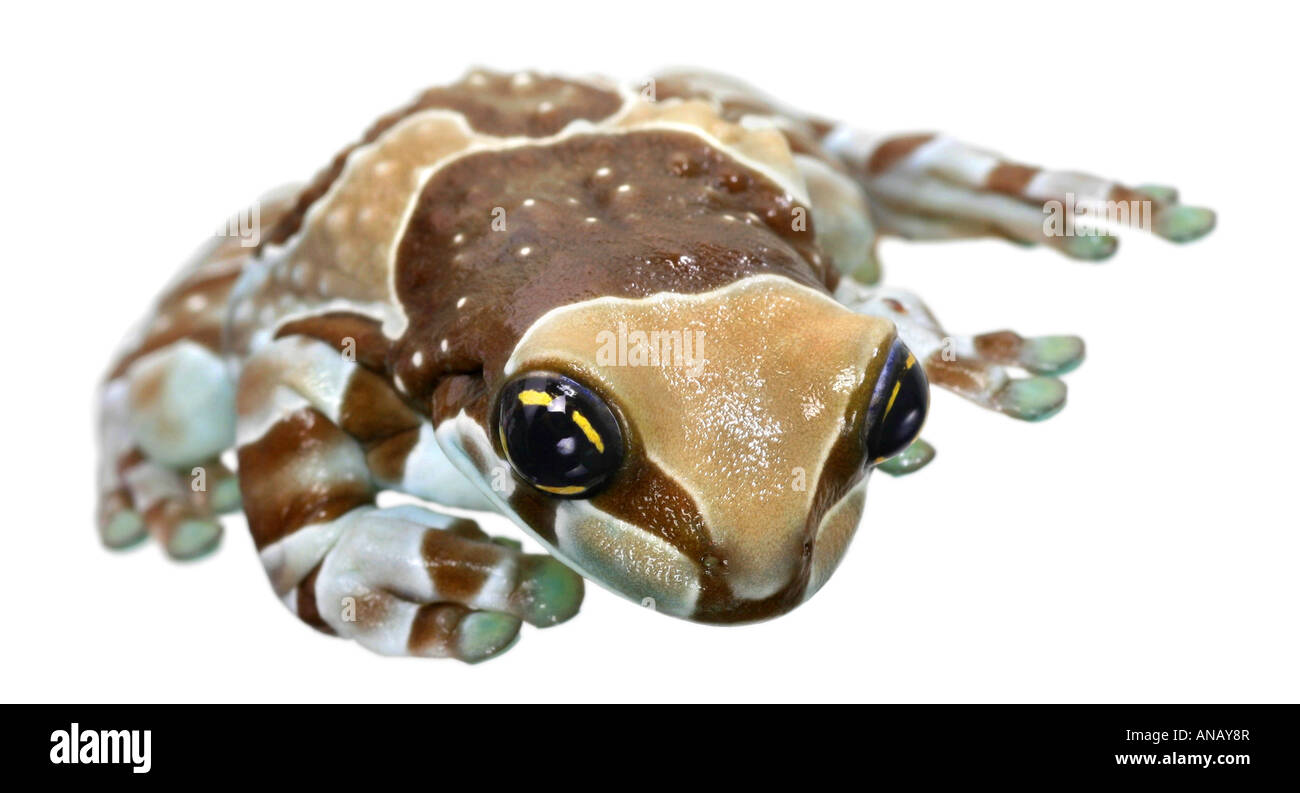Amazonian canopy frog (Phrynohyas resinifictrix), front view of a ...