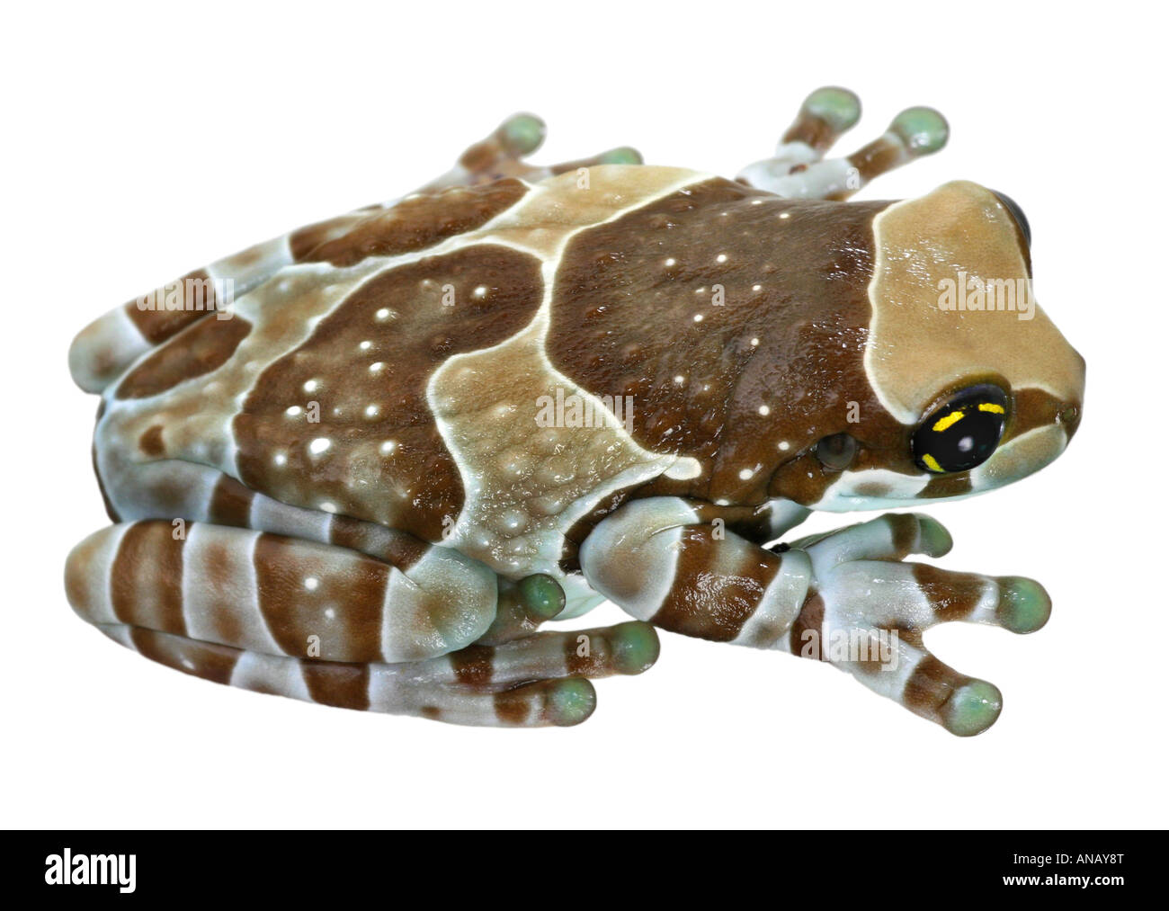 Amazonian canopy frog (Phrynohyas resinifictrix), view from above of a ...