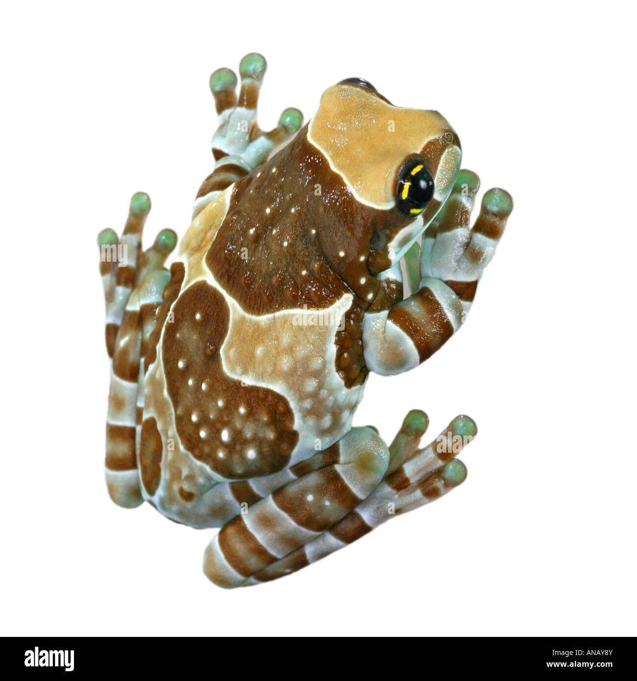 Amazonian canopy frog (Phrynohyas resinifictrix), side view of a single ...
