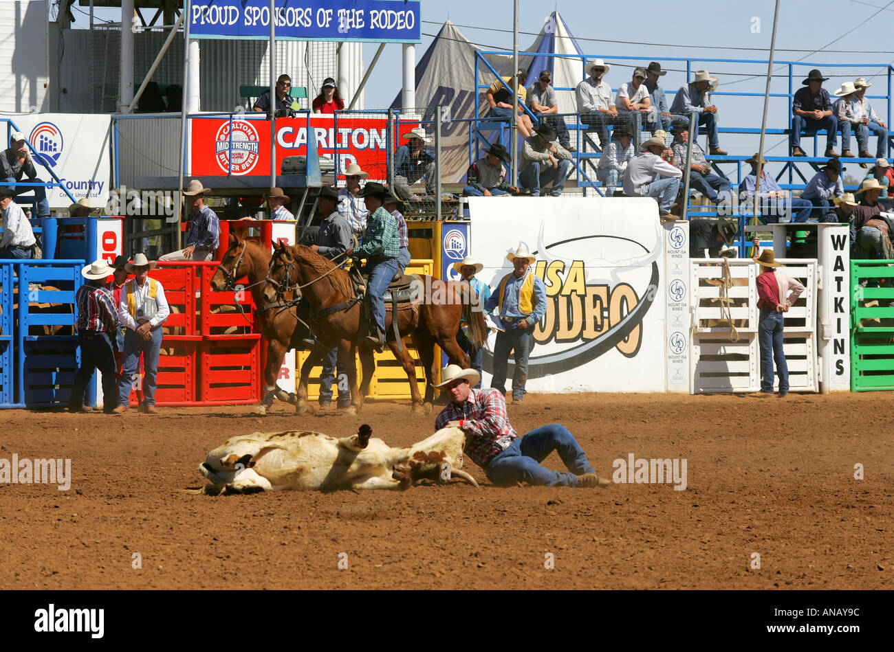 Steer Wrestling at Mt Isa rodeo Stock Photo - Alamy