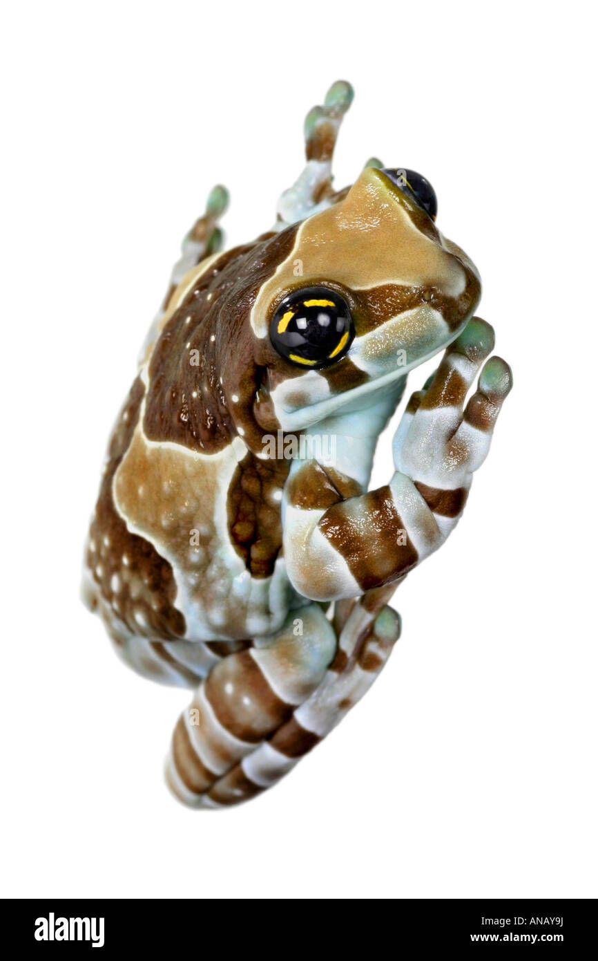 Amazonian canopy frog (Phrynohyas resinifictrix), side view of a single ...