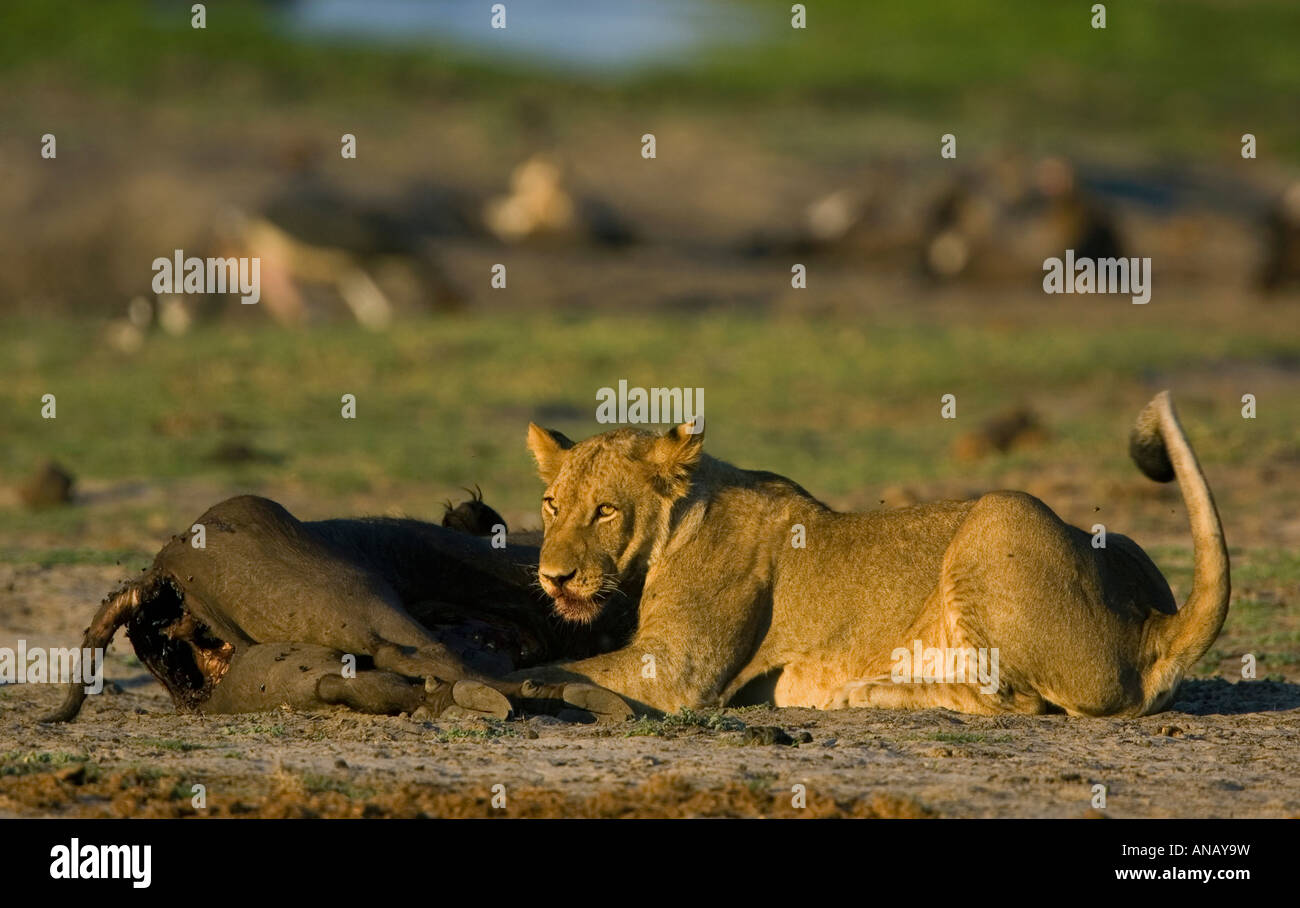 Lion pride eating on savanna hi-res stock photography and images - Alamy