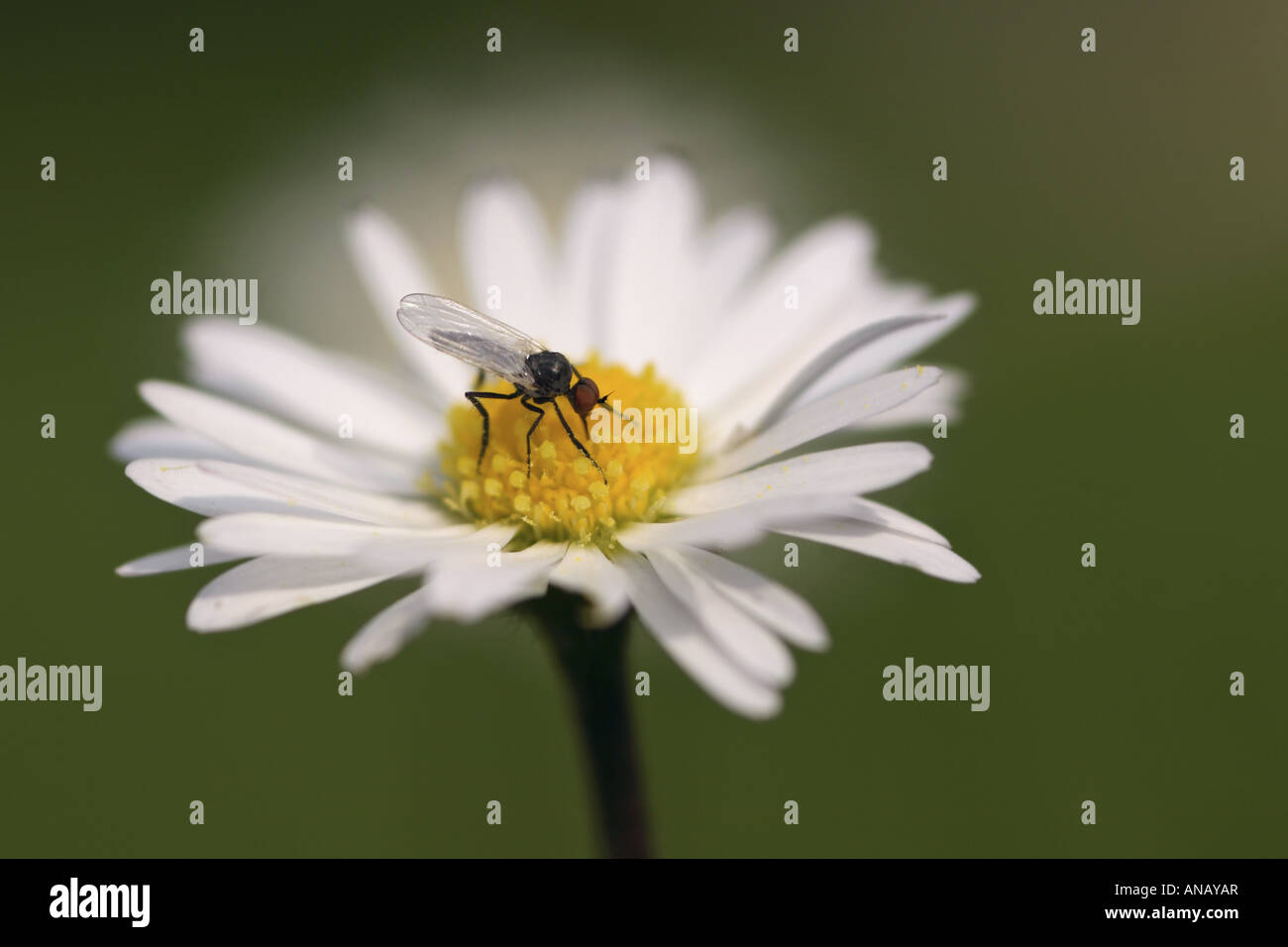 common daisy, lawn daisy, English daisy (Bellis perennis), fly on a ...