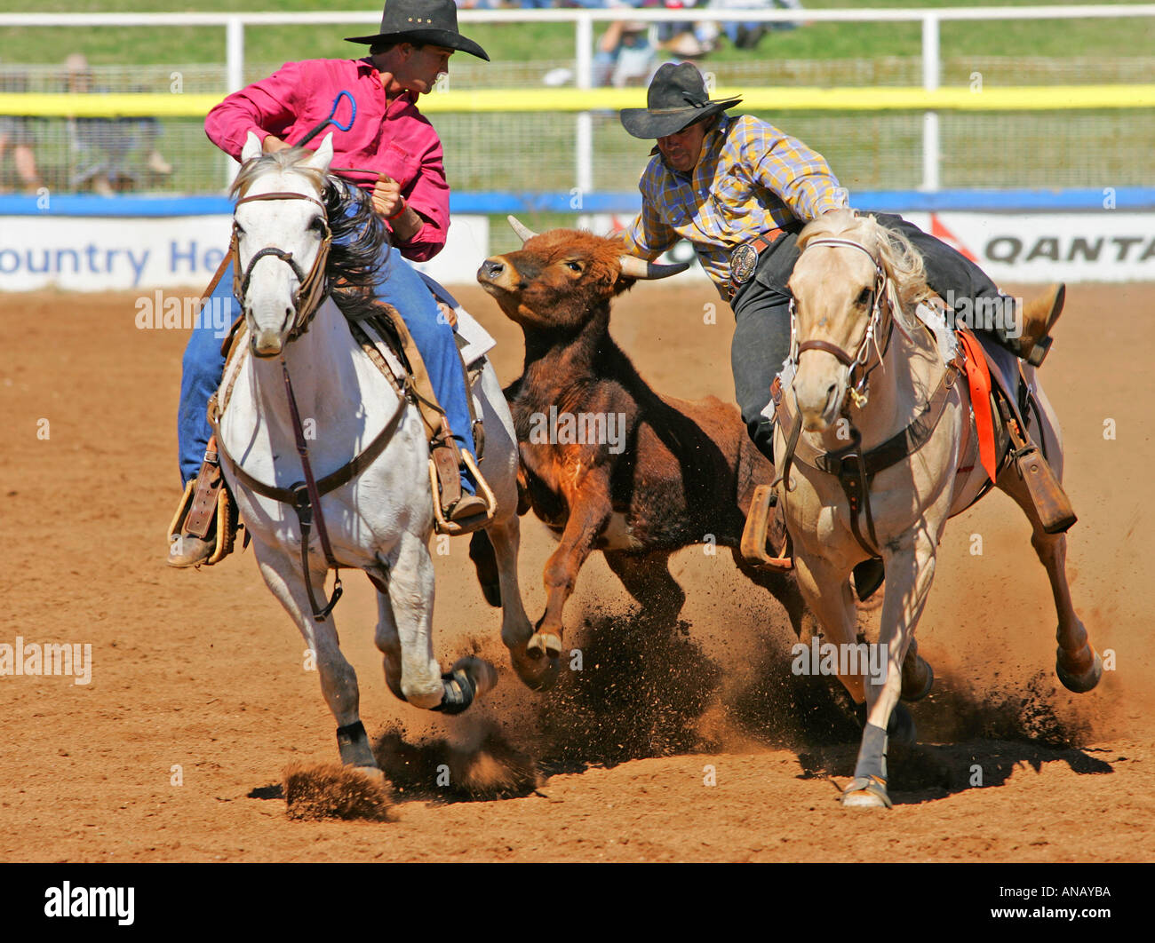 Steer wrestling at mt isa rodeo hi-res stock photography and images - Alamy