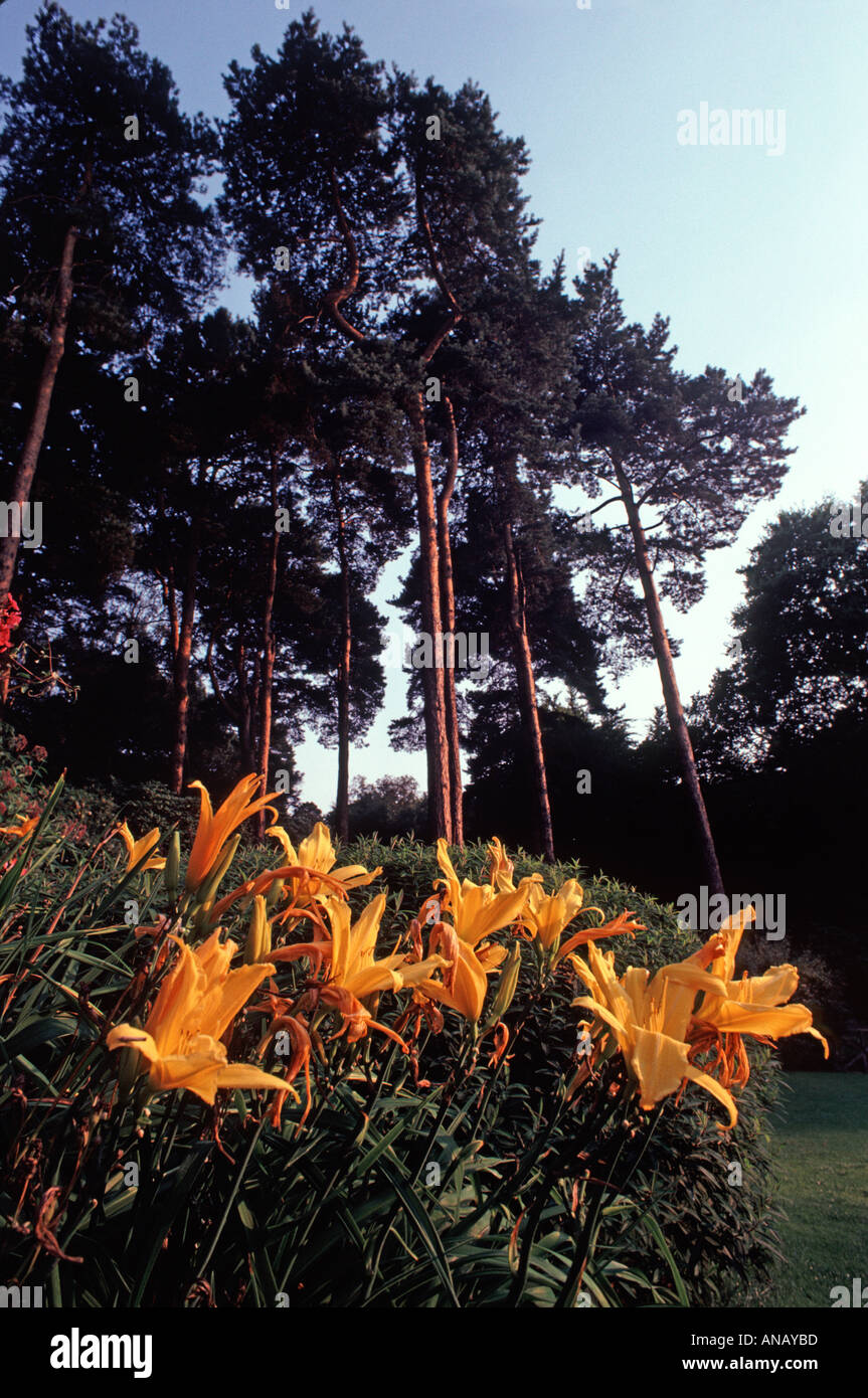 Yellow day lilies hi-res stock photography and images - Alamy