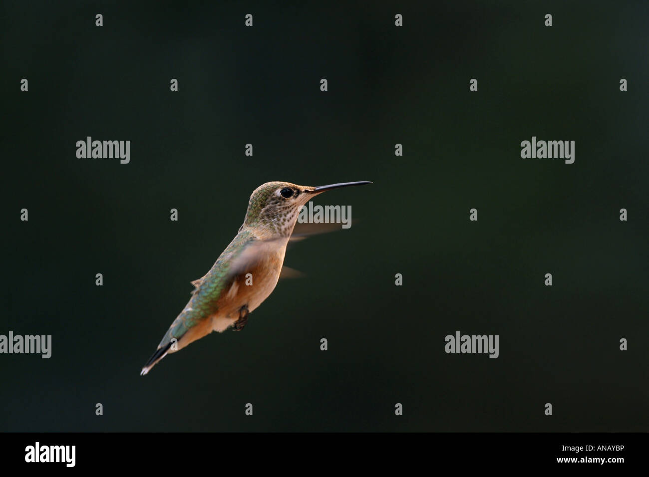 flying hummingbird, USA, Montana Stock Photo - Alamy