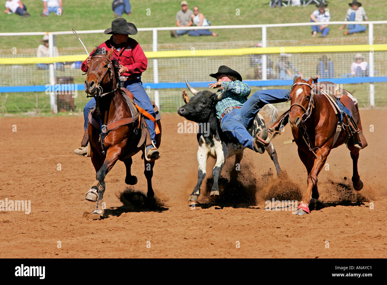 Steer Wrestling at Mt Isa rodeo Stock Photo - Alamy