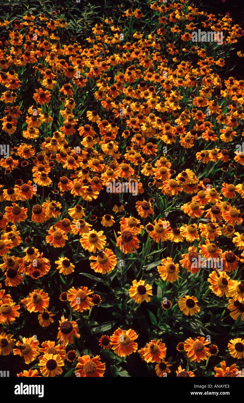 Coombe gardens uk hi-res stock photography and images - Alamy