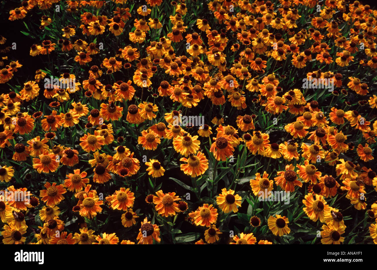 Coombe gardens uk hi-res stock photography and images - Alamy