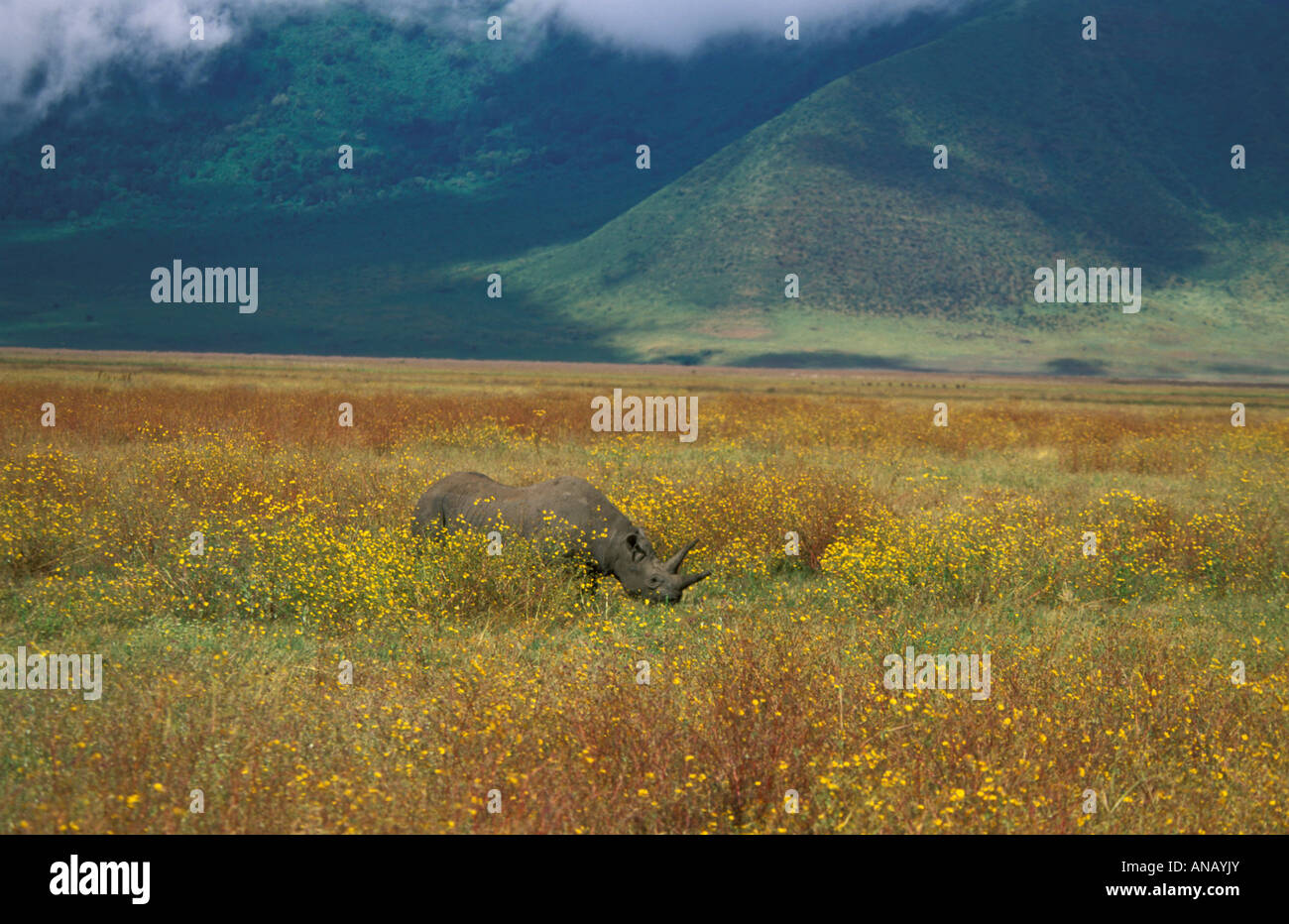 A black rhino (Diceros bicornis michaeli) amongst yellow flowers on the ...