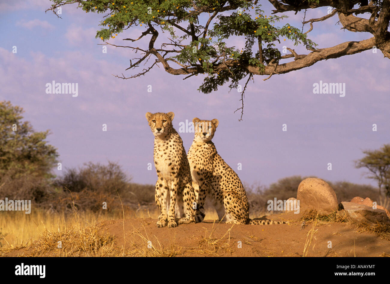 A pair of Cheetah sitting under a tree (Acinonyx jubatus Stock Photo ...