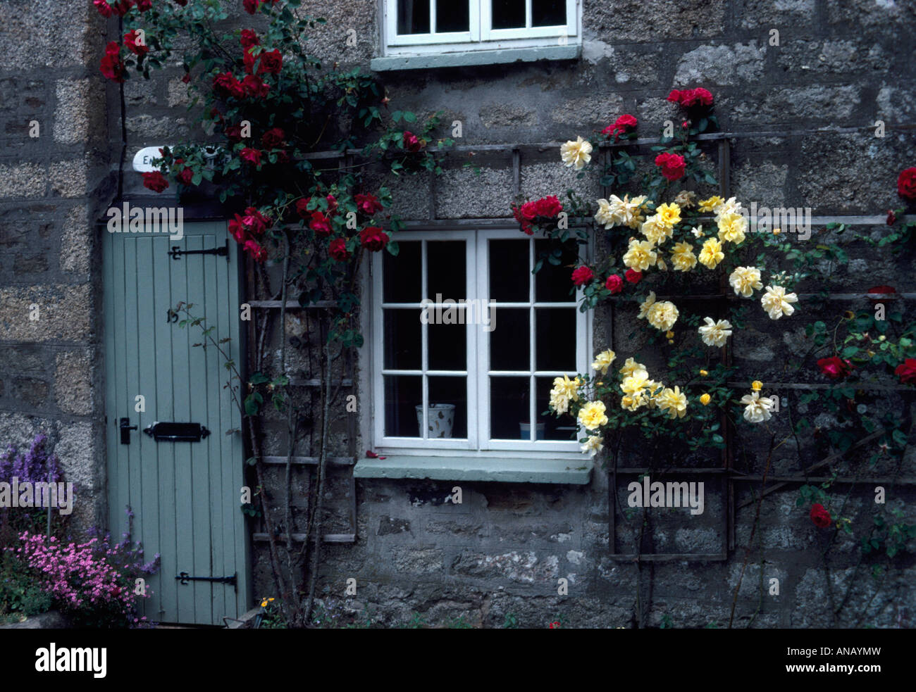 Yellow and red climbing roses beside window and front door of stone ...