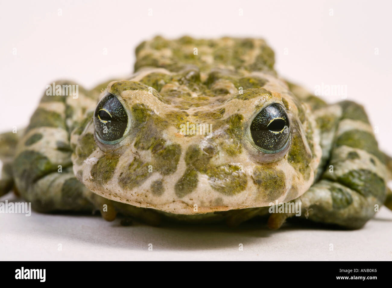 European green toad (Bufo viridis Stock Photo - Alamy