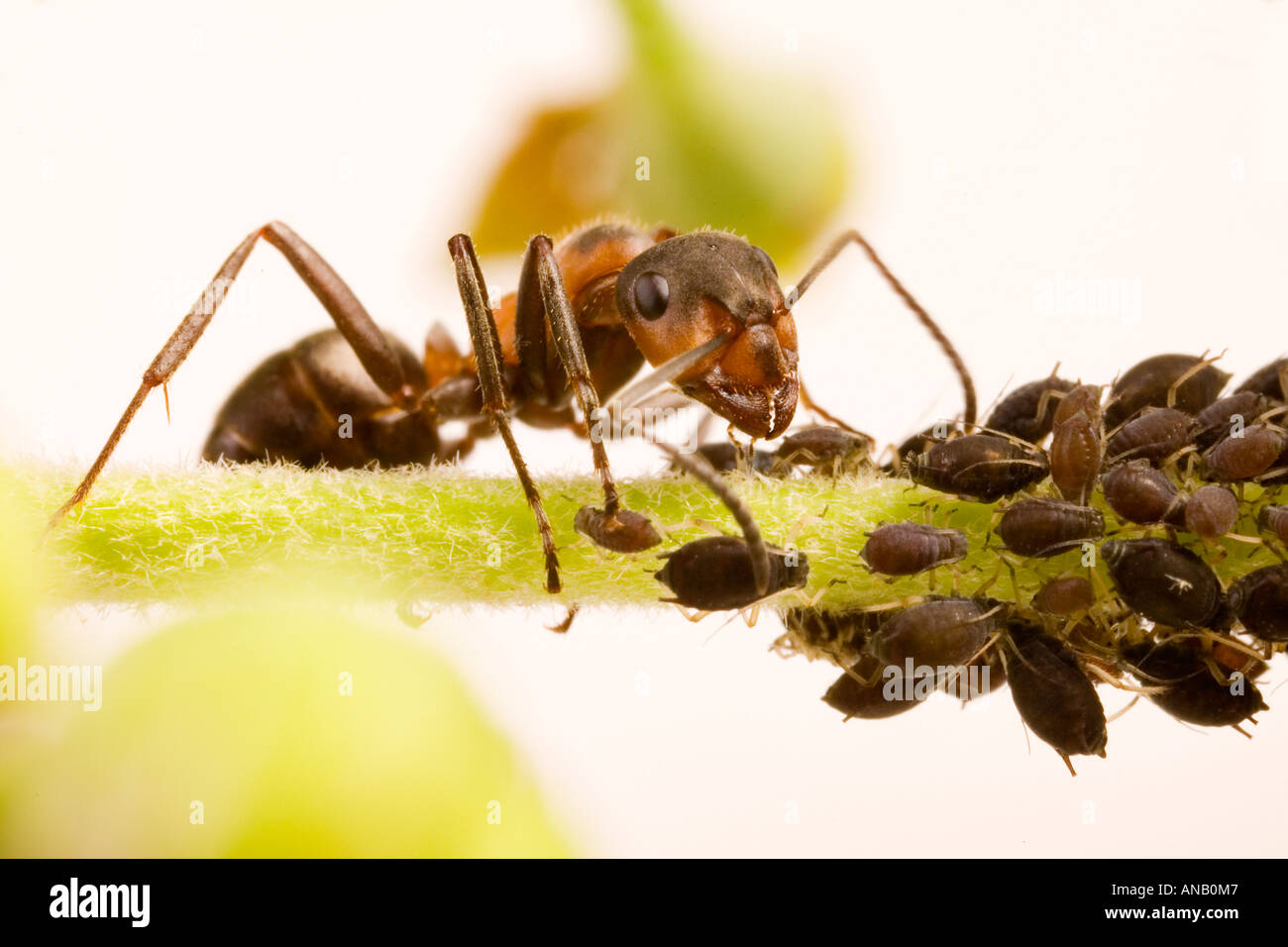 Wood ant (Formica rufa) with Black Bean Aphid (Aphis fabae Stock Photo ...