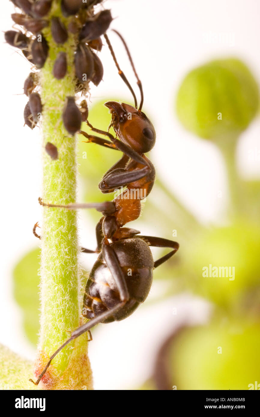 Aphis hi-res stock photography and images - Alamy