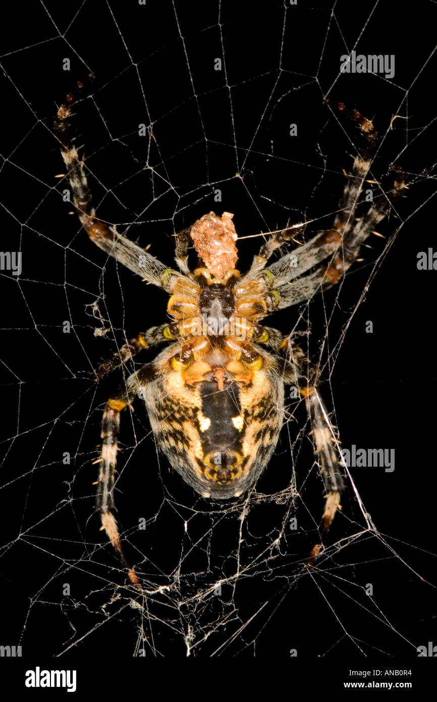 Garden spider (araneus diadematus Stock Photo - Alamy