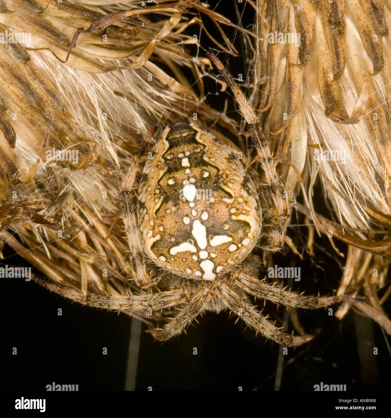 Garden spider (araneus diadematus Stock Photo - Alamy