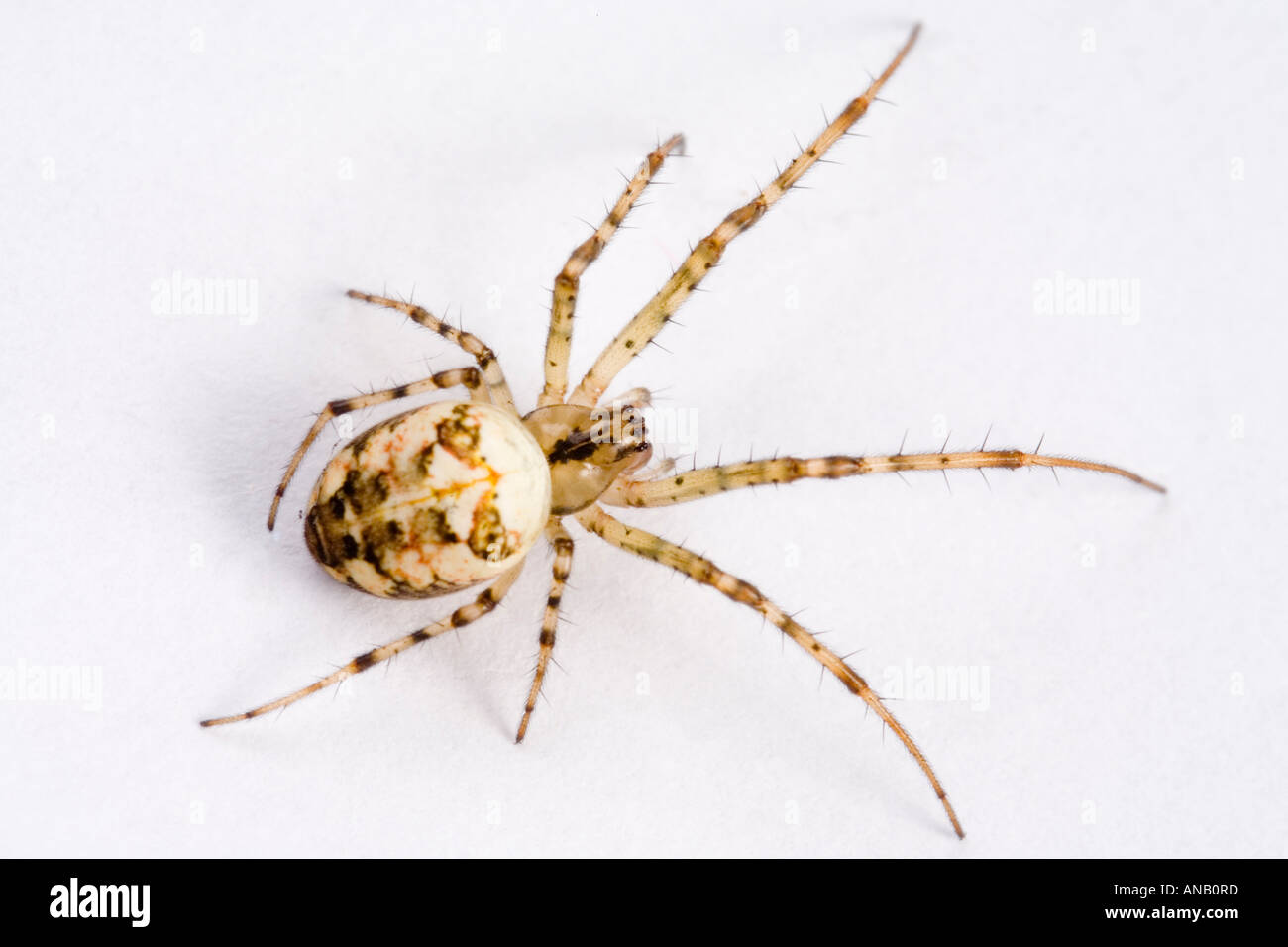 Long-jawed spider (Metellina segmentata Stock Photo - Alamy