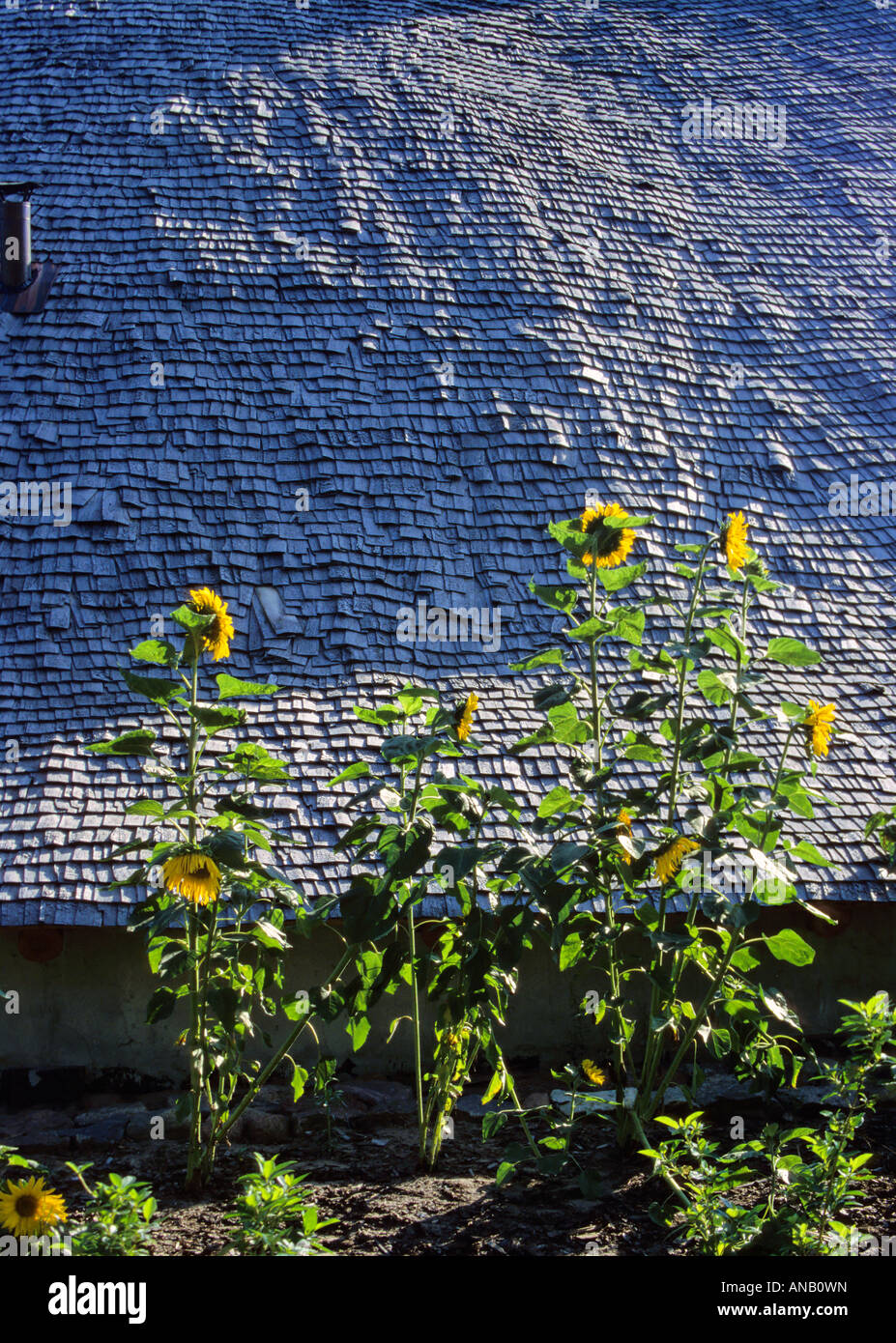 Unique horse stable chojnice poland hi-res stock photography and images ...
