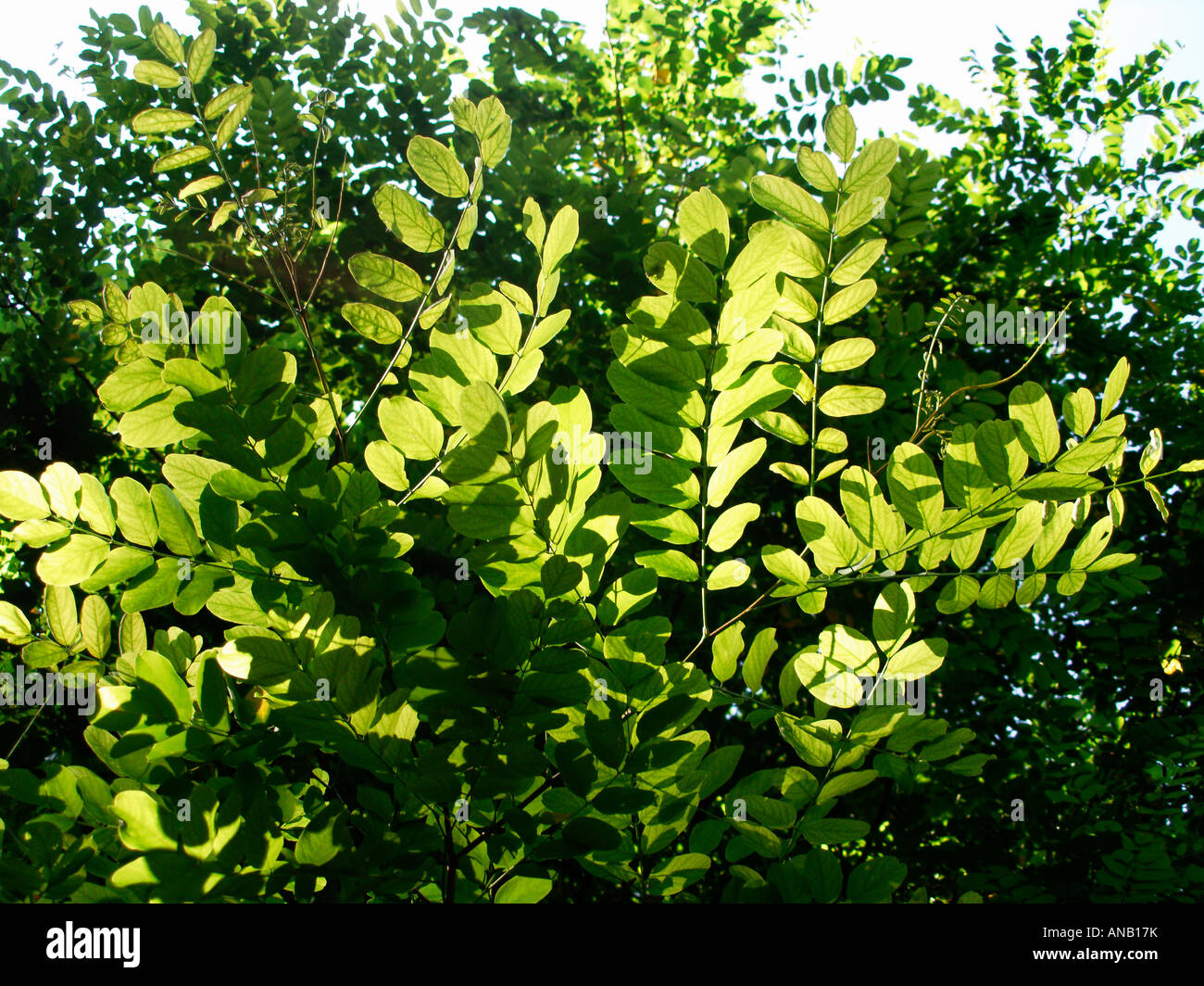 Leaves in light concept Stock Photo - Alamy
