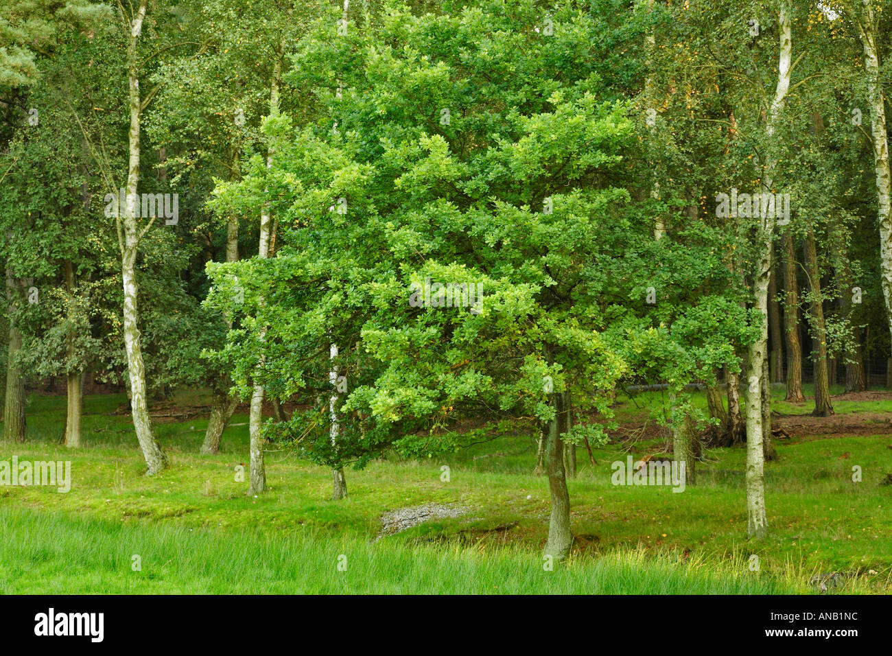 Forest continuance in the Hamburg outdoor enclosure Stock Photo - Alamy