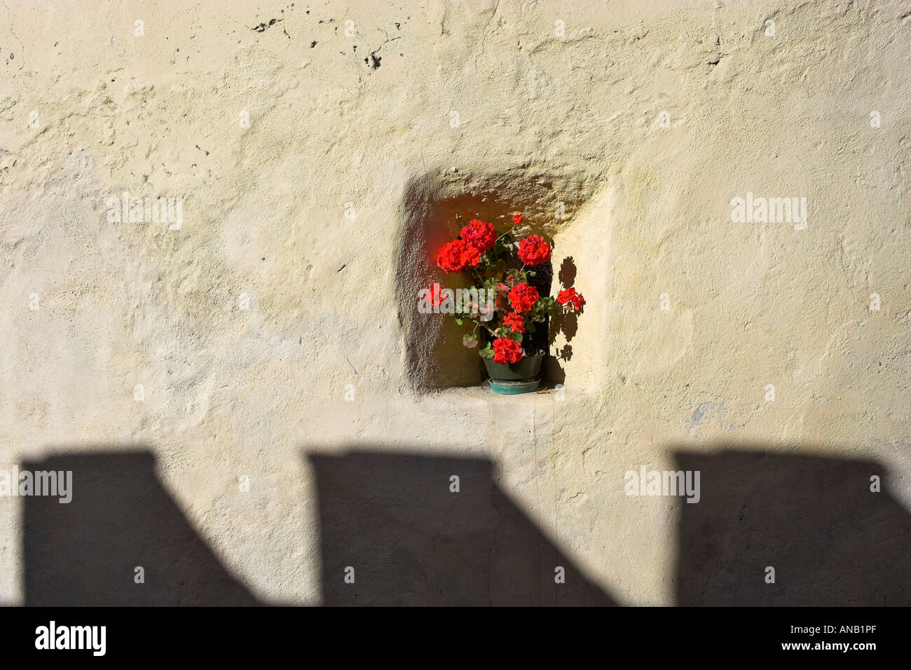 Flowers in an alcove of a medieval house, village of Glurns, Upper ...