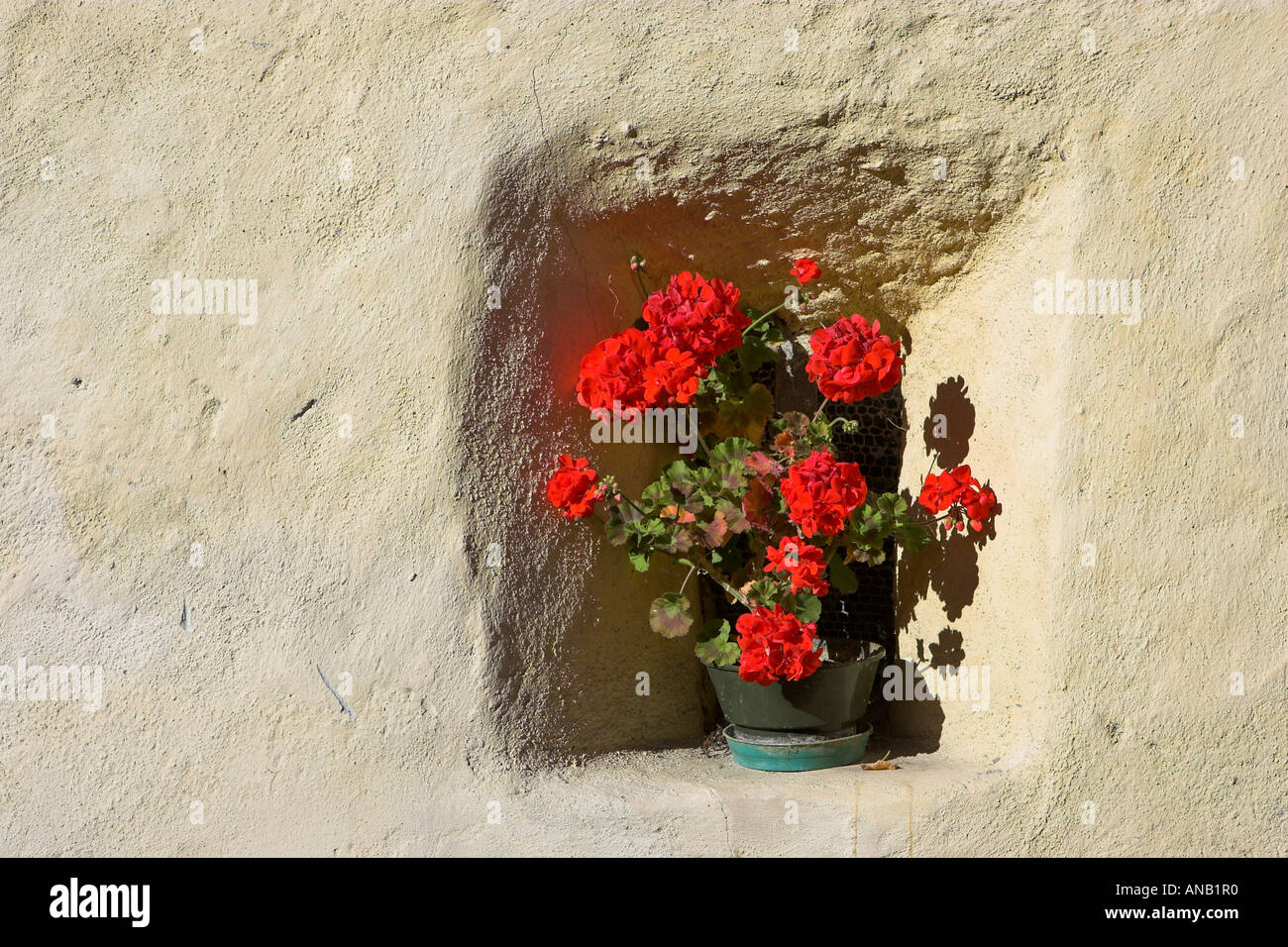 Flowers in an alcove of a medieval house, village of Glurns, Upper ...