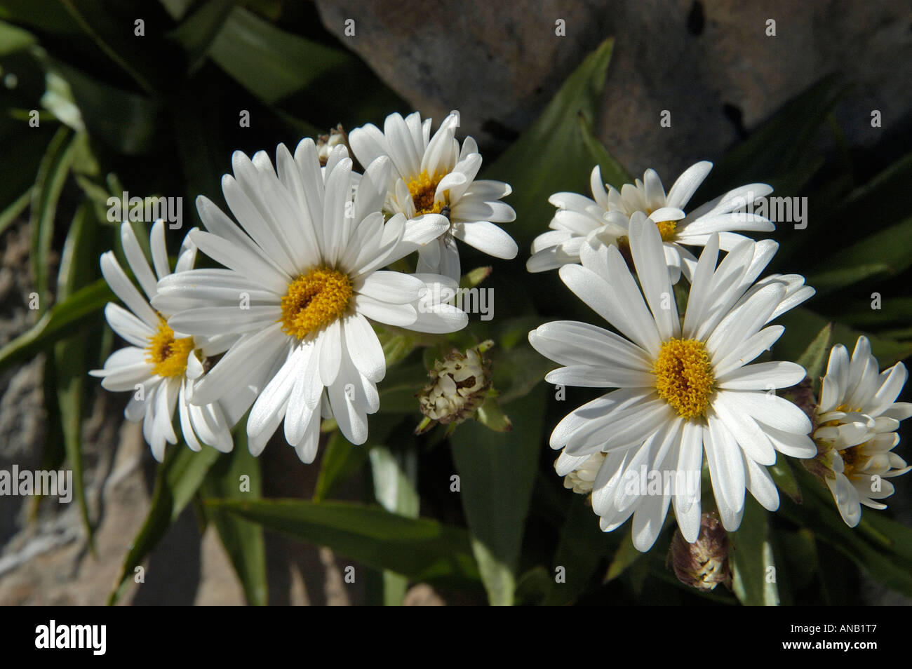 Giant mountain buttercup (Ranunculus lyalli), Mount Cook Nationalpark ...