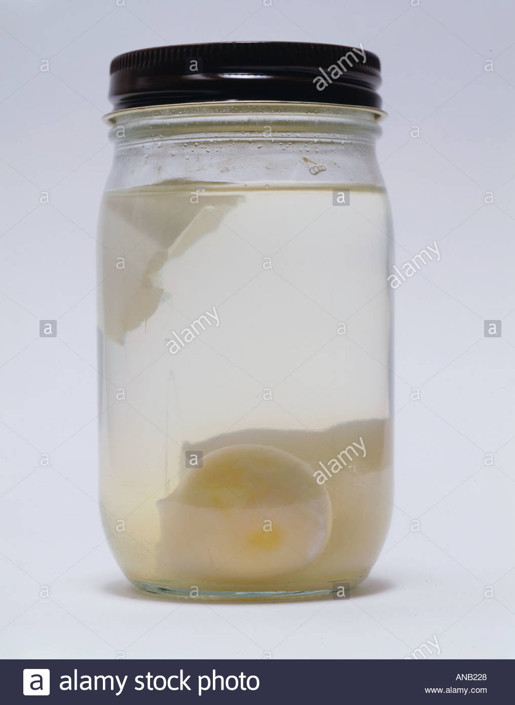 Rotten Egg Stock Photos & Rotten Egg Stock Images - Alamy