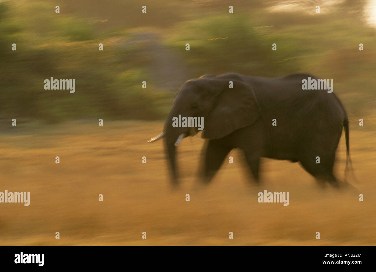A single African elephant running (Loxodonta africana Stock Photo - Alamy