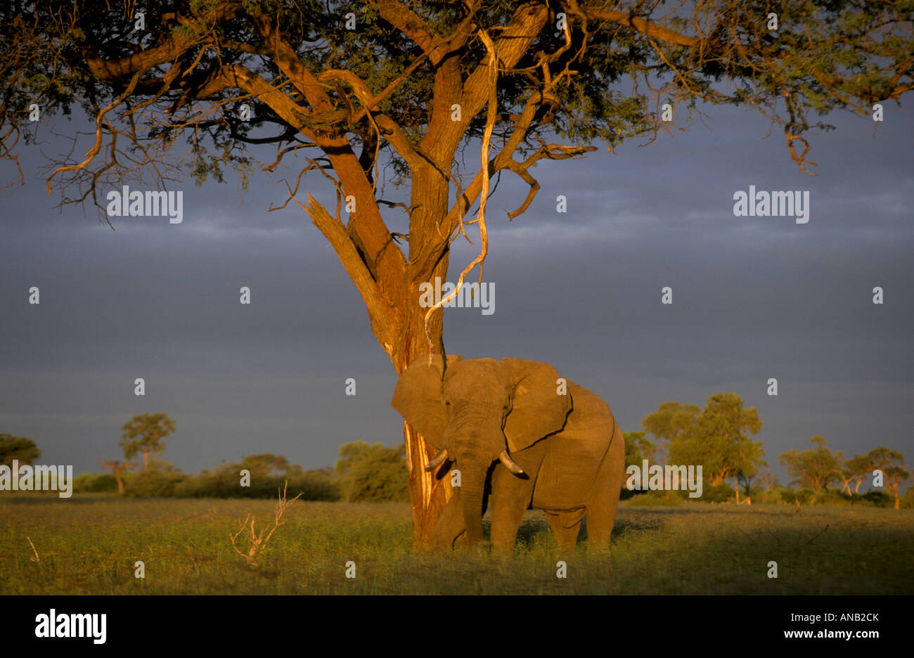 A lone Bull elephant standing under a tree (Loxodonta africana Stock ...