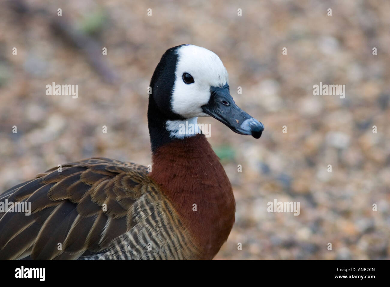 White faced tree duck hi-res stock photography and images - Alamy