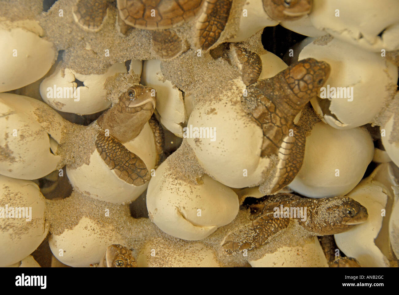 Sea turtle nest hatching hi-res stock photography and images - Alamy