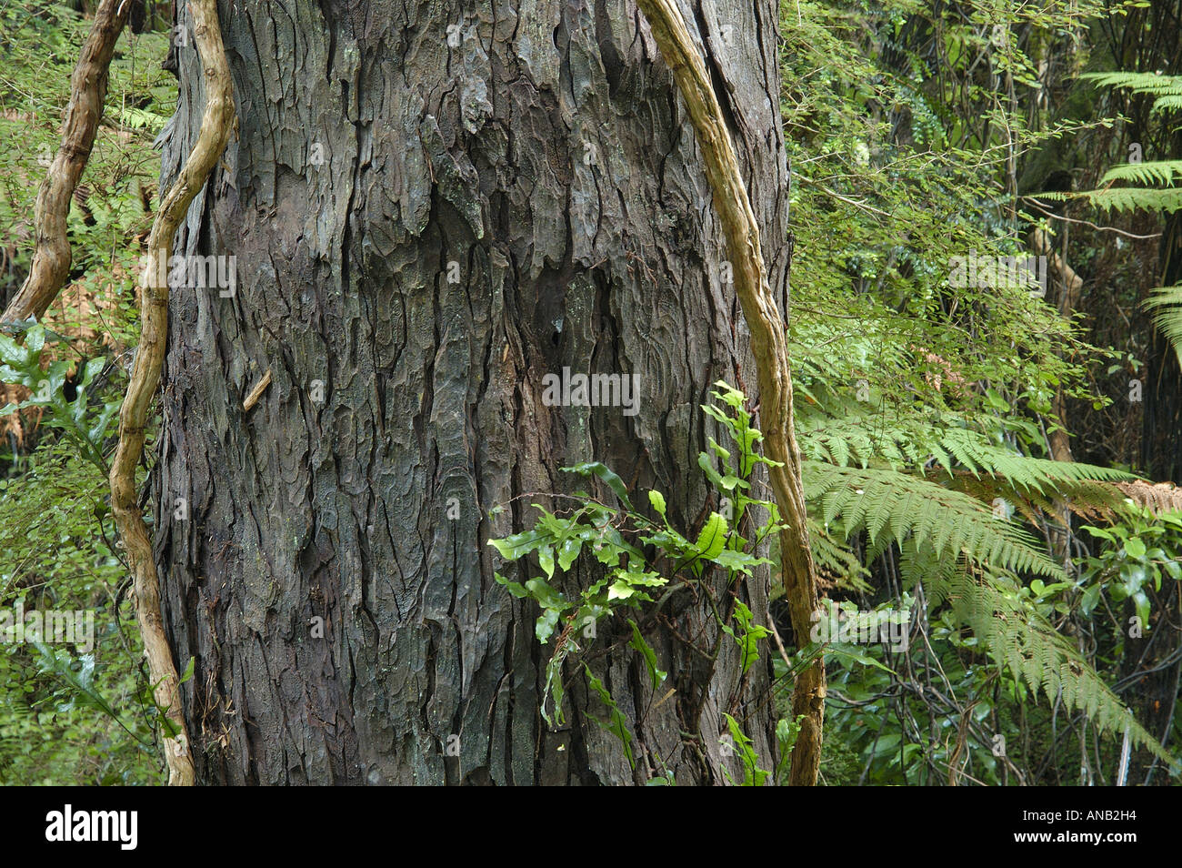 New zealand tree fuchsia hi-res stock photography and images - Alamy
