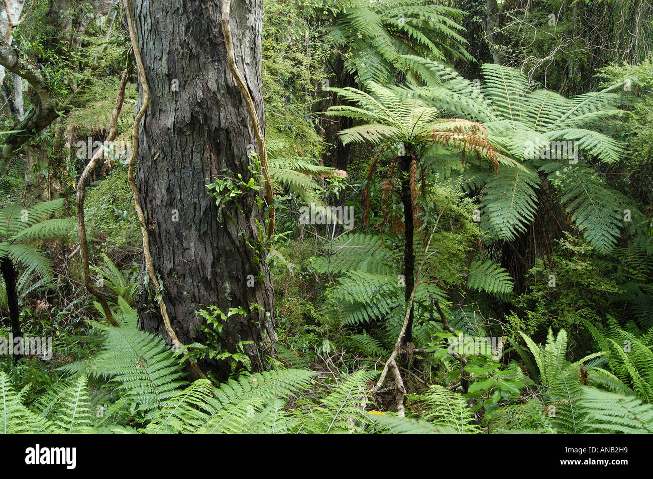 Forest ferns new zealand australia hi-res stock photography and images ...