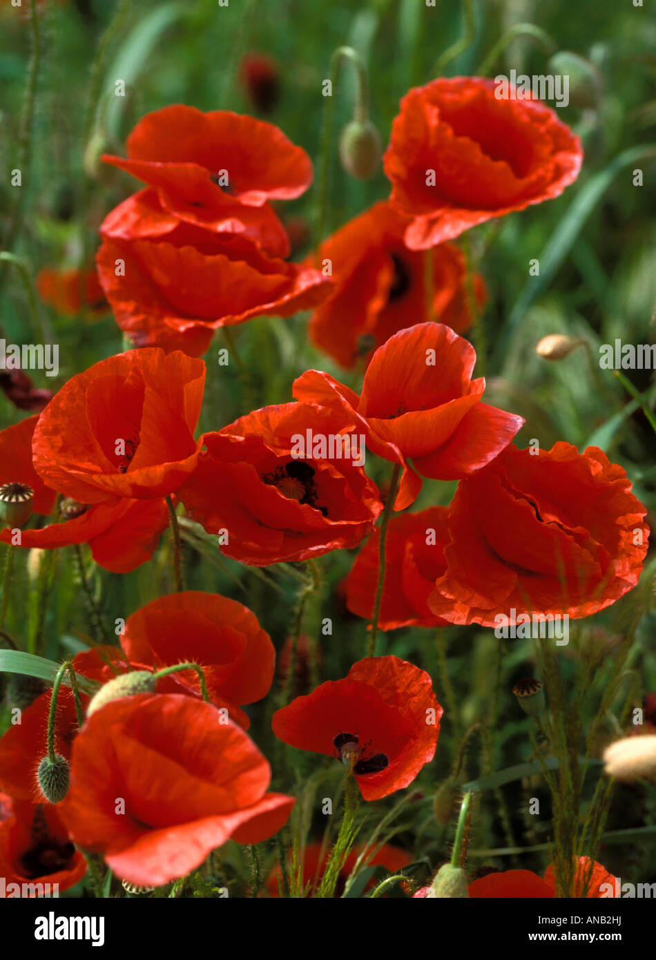 Poppys near Wieliczka Poland Stock Photo - Alamy