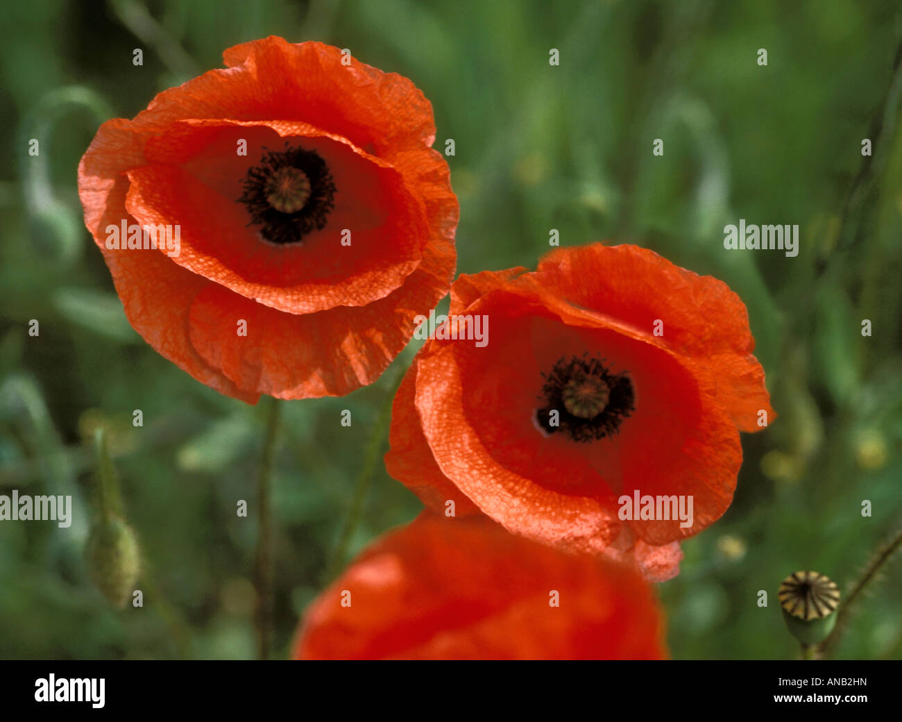 Poppys near Wieliczka Poland Stock Photo - Alamy