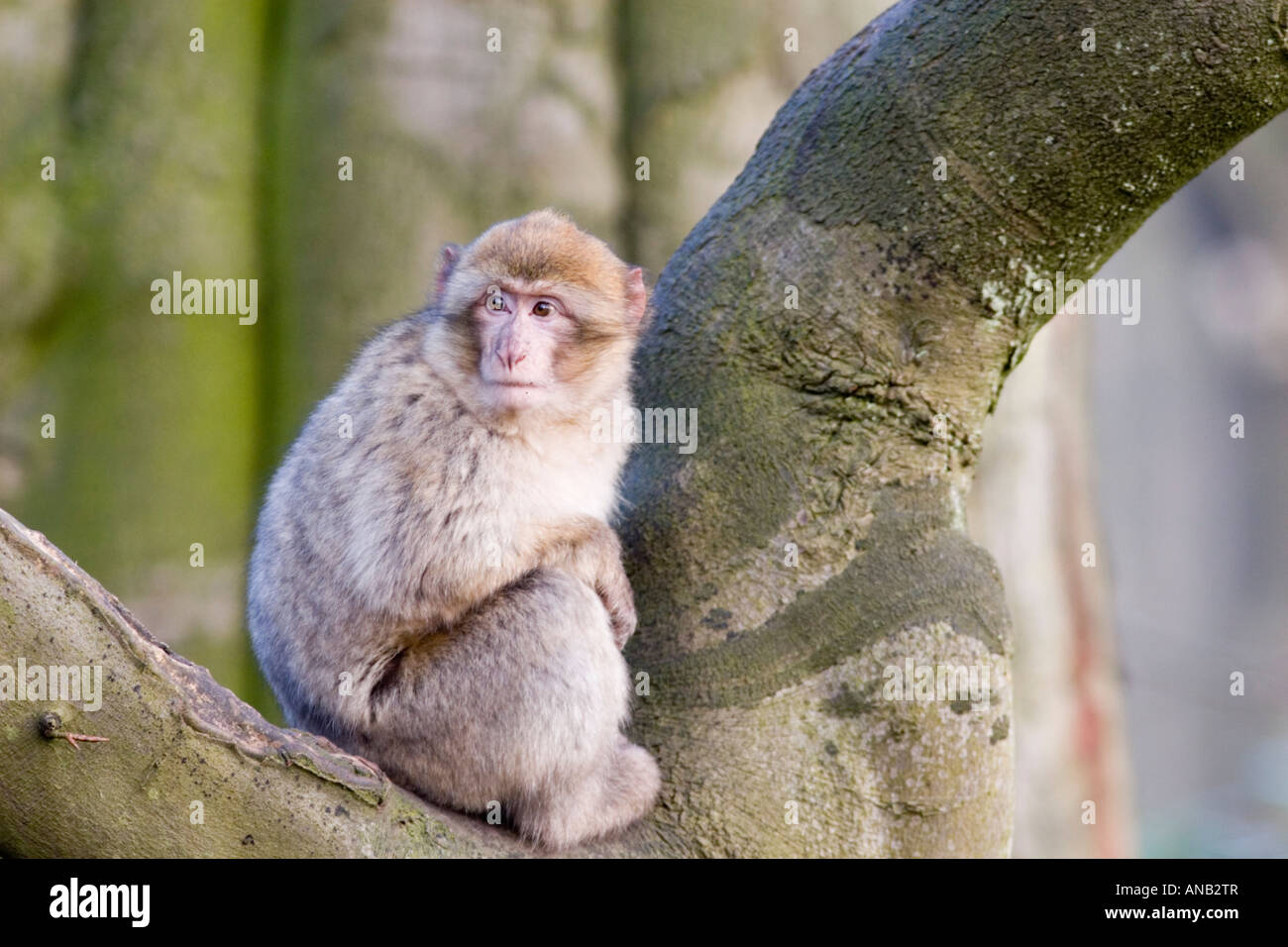 Trentham monkey forest hi-res stock photography and images - Alamy