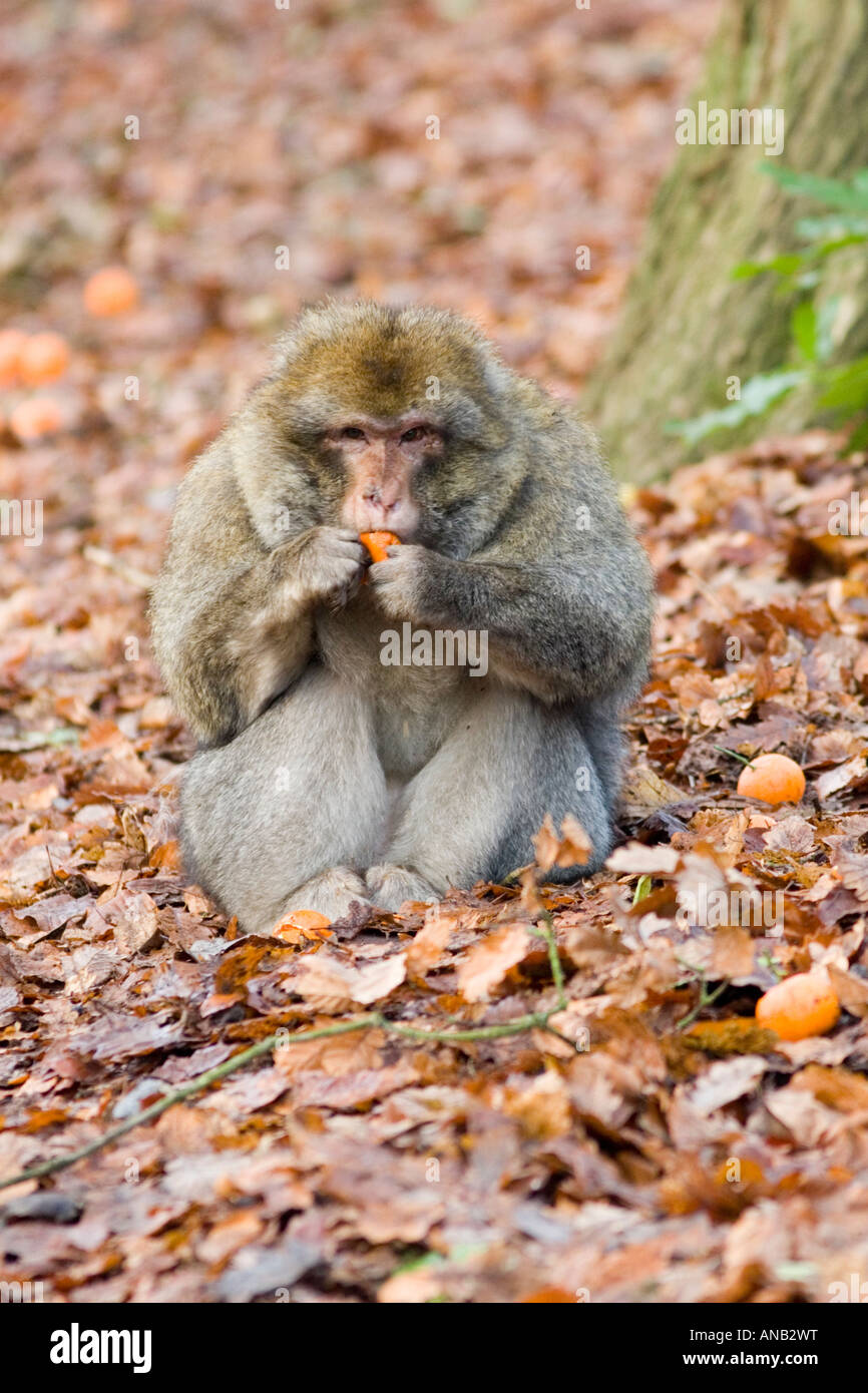 Monkey forest trentham hi-res stock photography and images - Alamy
